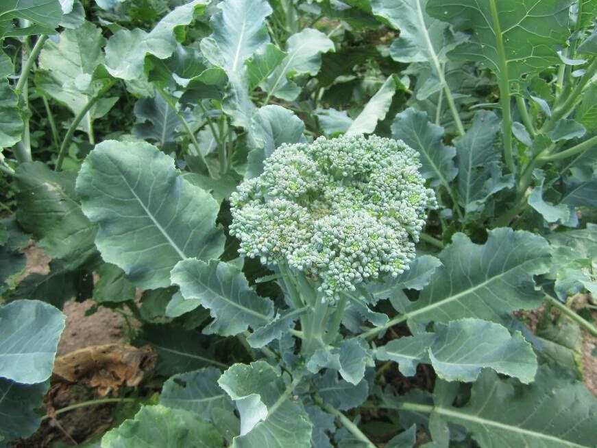 Simply Resourceful: Using Row Covers for Pest Control