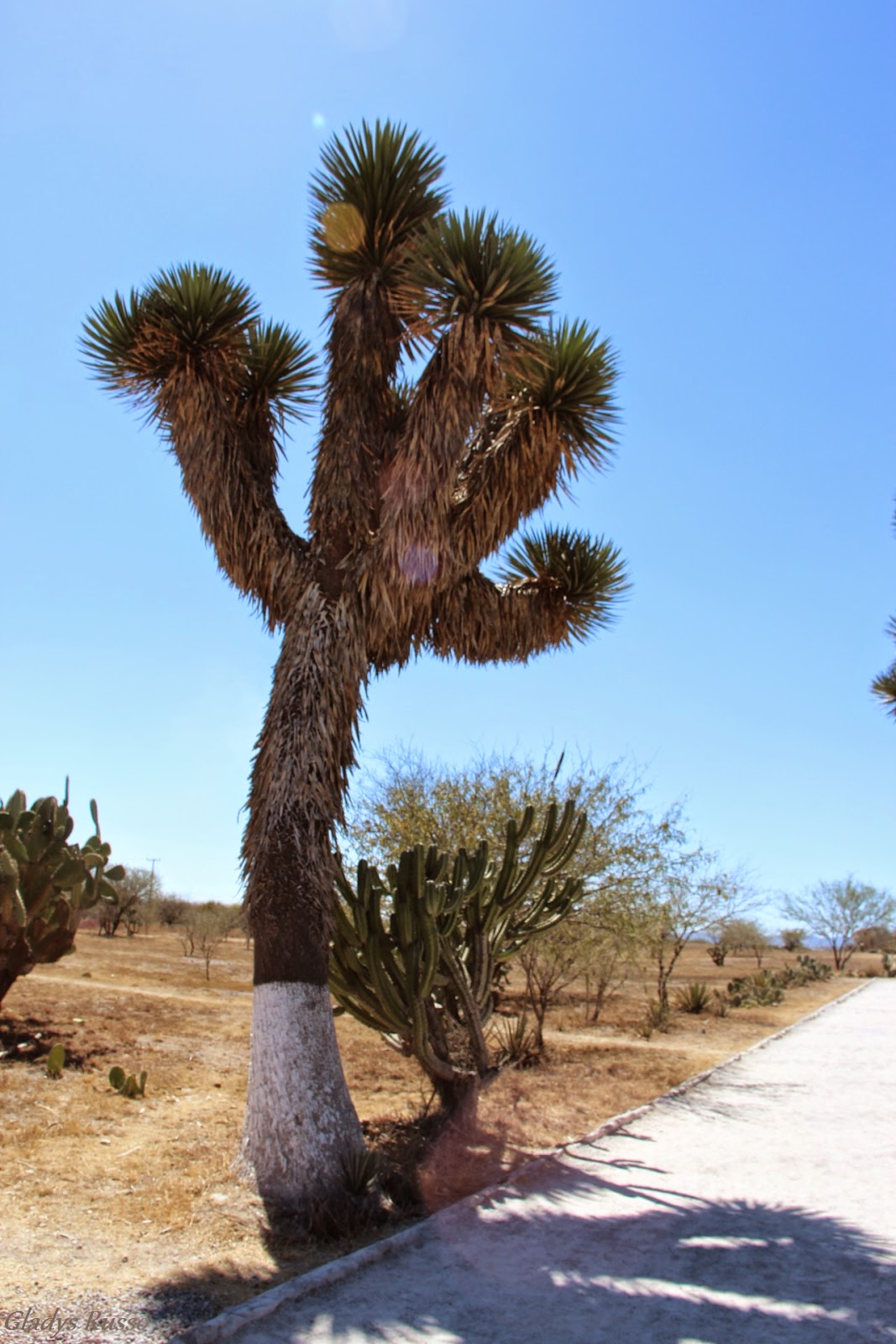 Passear e Fotografar: Tula - México