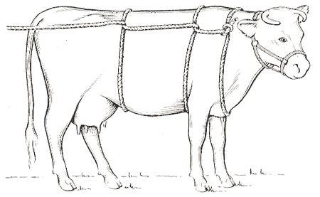 A Gateway to Veterinary Network : Rope squeeze method of casting........