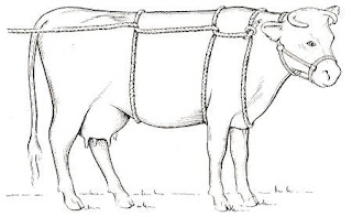 A Gateway to Veterinary Network : Rope squeeze method of casting........