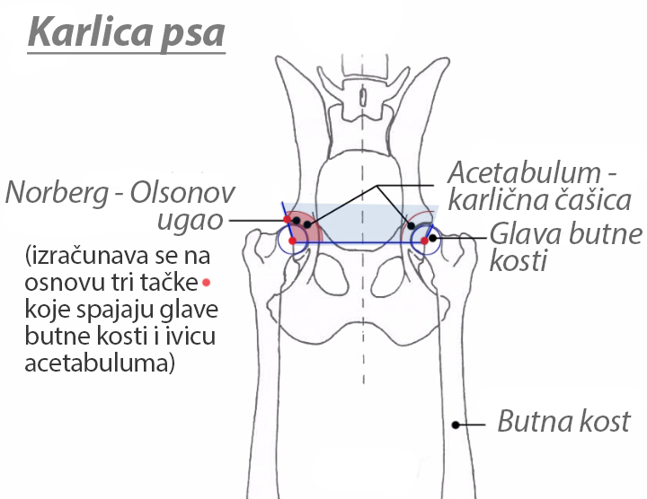 Displazija kukova kod životinja ~ Panvet - moj veterinar