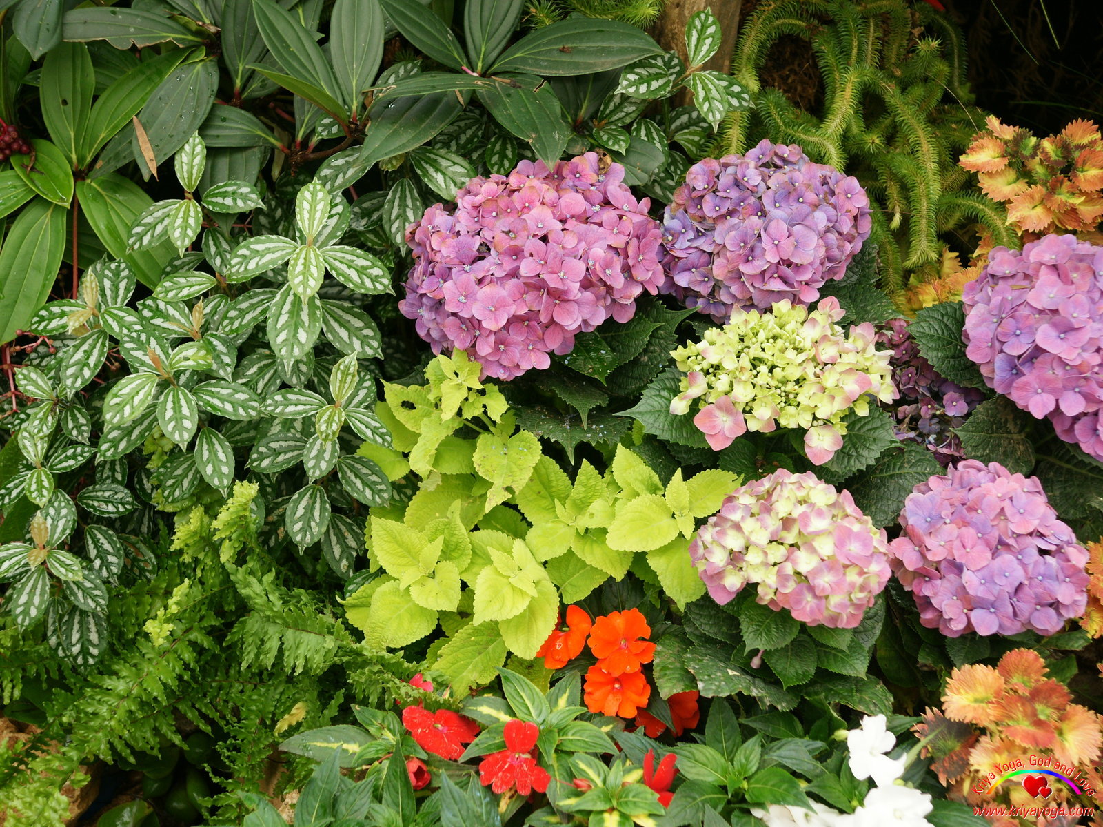 Jom Tanam Bunga: Hobi Seni Taman