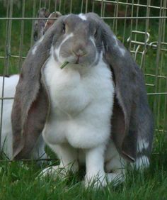 Breeds Rabbit: English Lop Rabbit