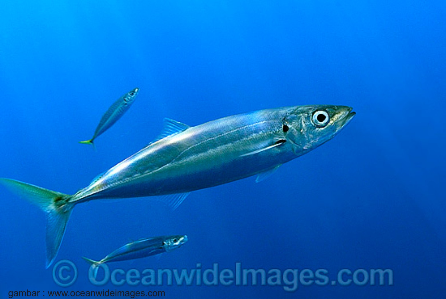 Ikan Umpan Pada Alat Tangkap Rawai Tuna - Lalaukan