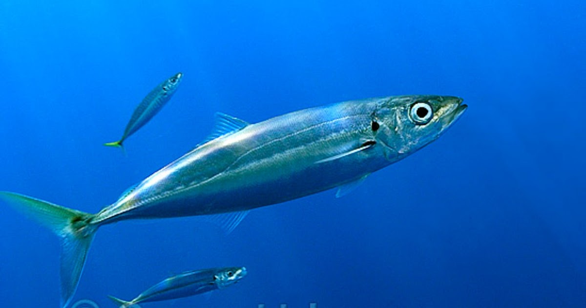 Lalaukan: Ikan Umpan Pada Alat Tangkap Rawai Tuna Lalaukan: Ikan Umpan Pada Alat Tangkap Rawai Tuna
