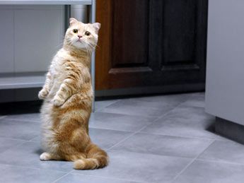 13 Foto Imut Kucing Sedang Berdiri | Nyatanya.Com