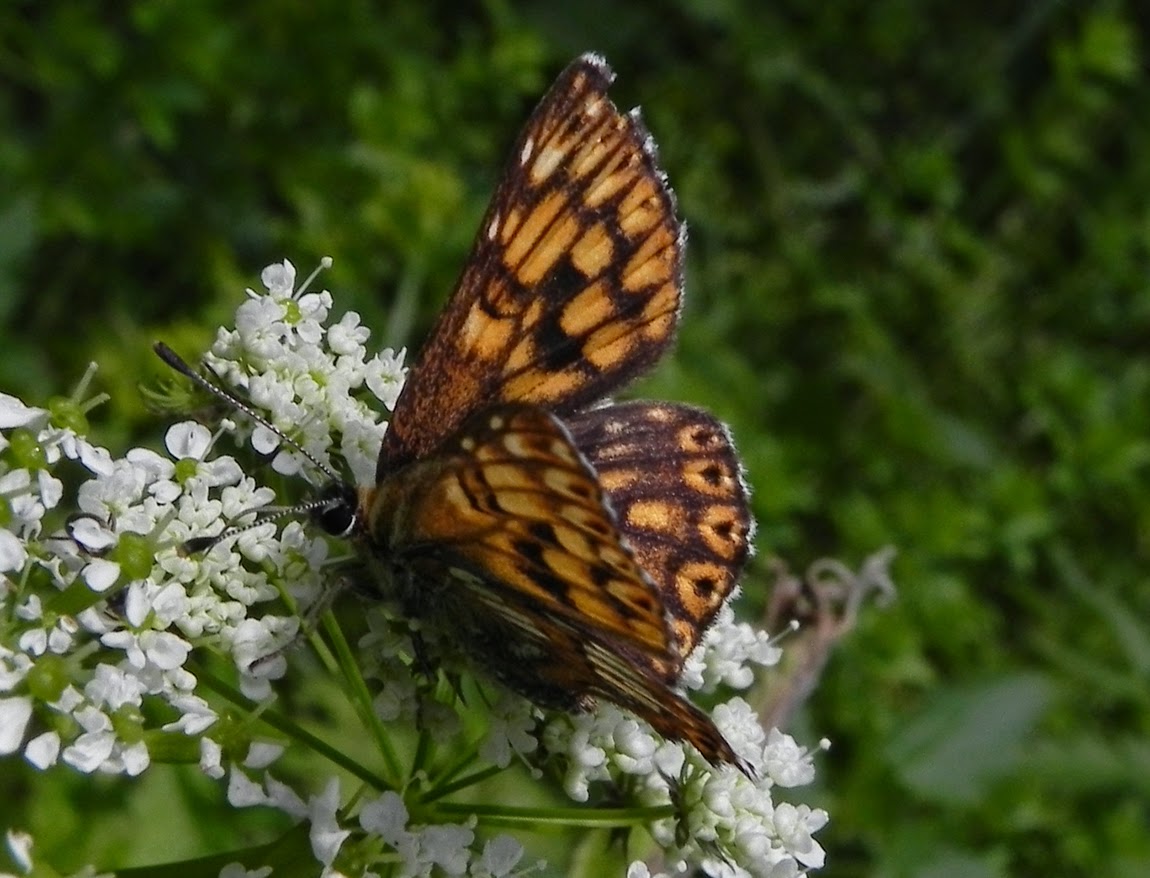 MARIPOSAS (BUTTERFLIES): Hamearis lucina L (Riodinidae)