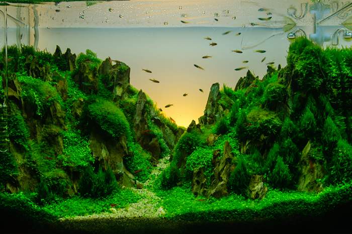 Pengertian Aquascape: Tujuan, Aquascaper dan Hobi | Ragam Pengertian