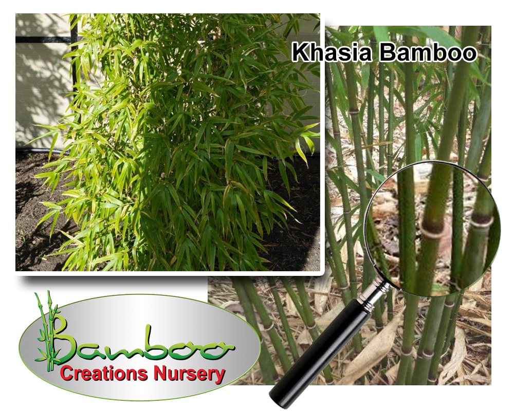 Bamboo Creations Victoria: Drepanostachyum Khasianum or known as Khasia ...
