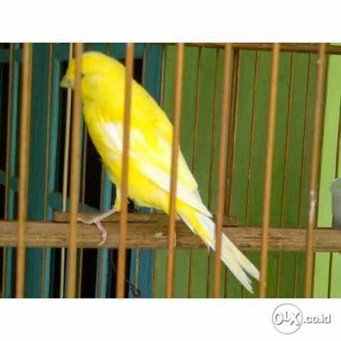 Jual Kenari AF Super, Warna Kuning Polos | Burung 9