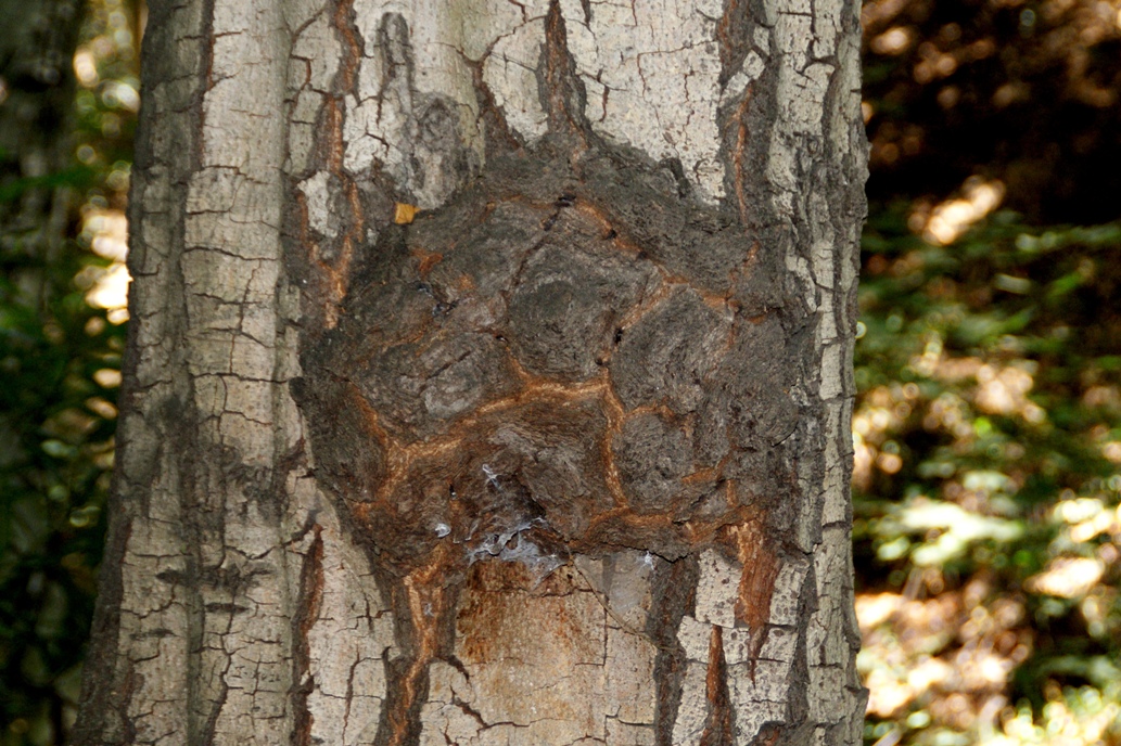 A photo, A thought............: Plant: Tree burls.........