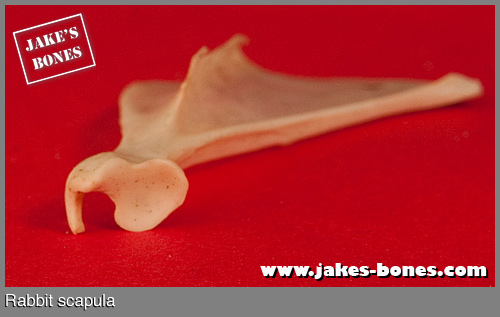Comparing bones: scapulas (shoulder blades) : Jake's Bones