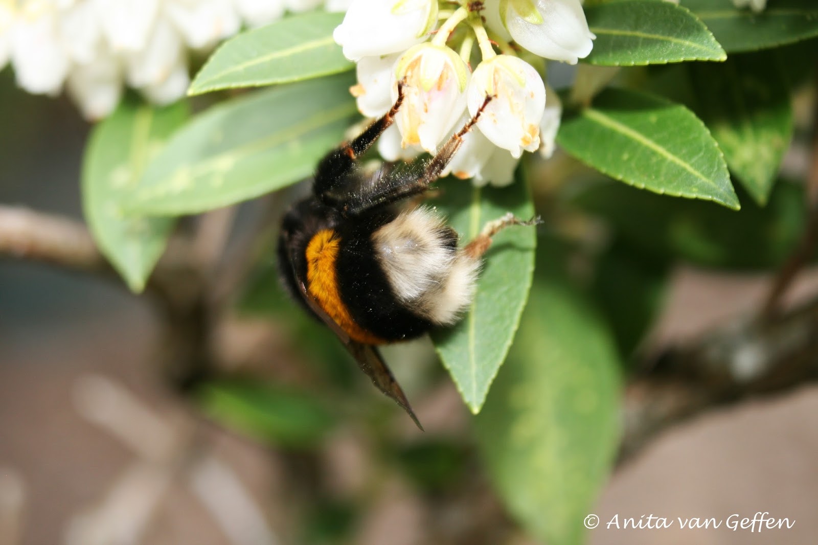 Natuurfotografie-Anita's-Art: Aardhommel: een paar leuke wetenswaardigheden