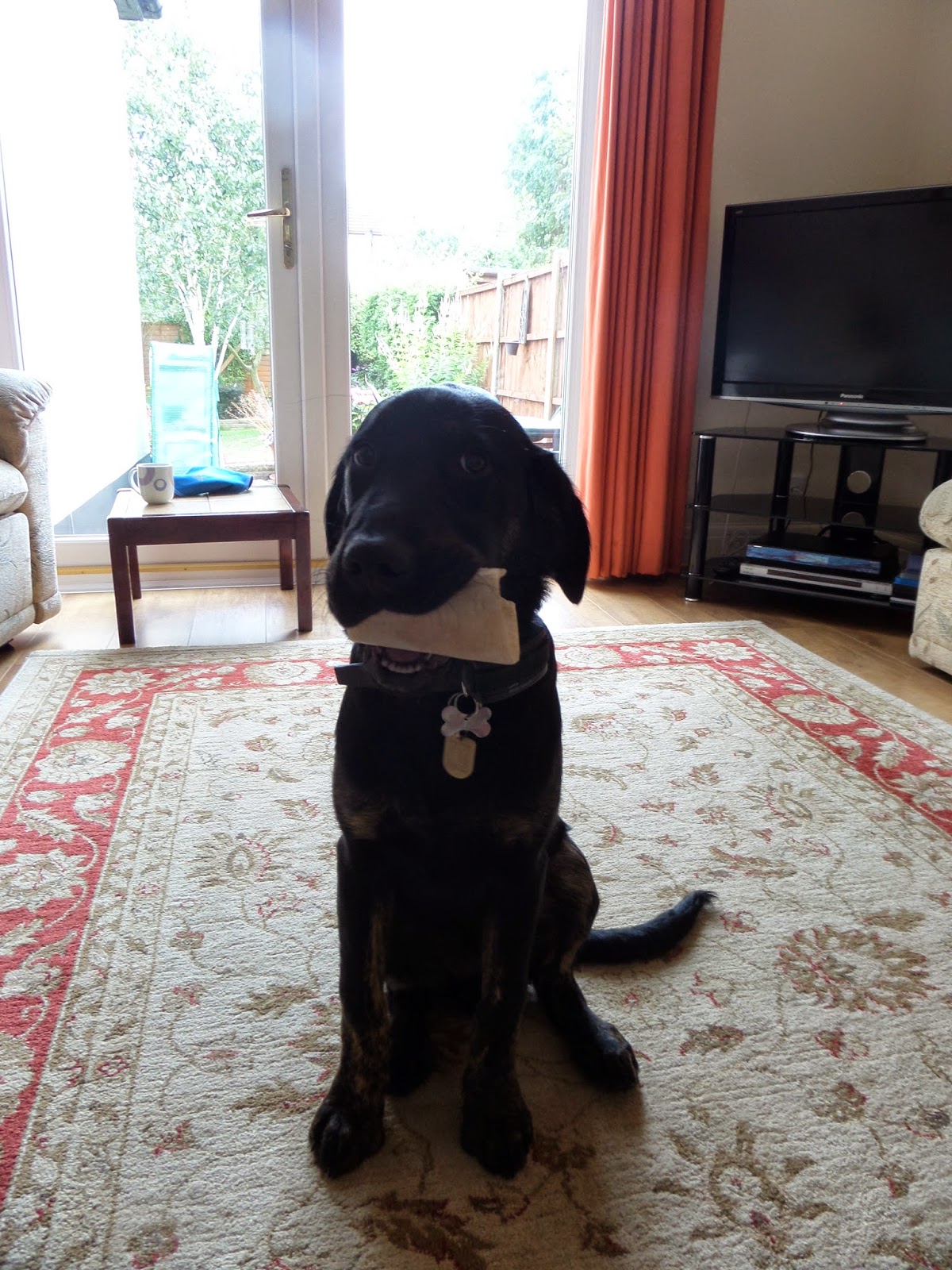 Straight from the Horse's mouth: Guide Dogs - Quip's First Coat