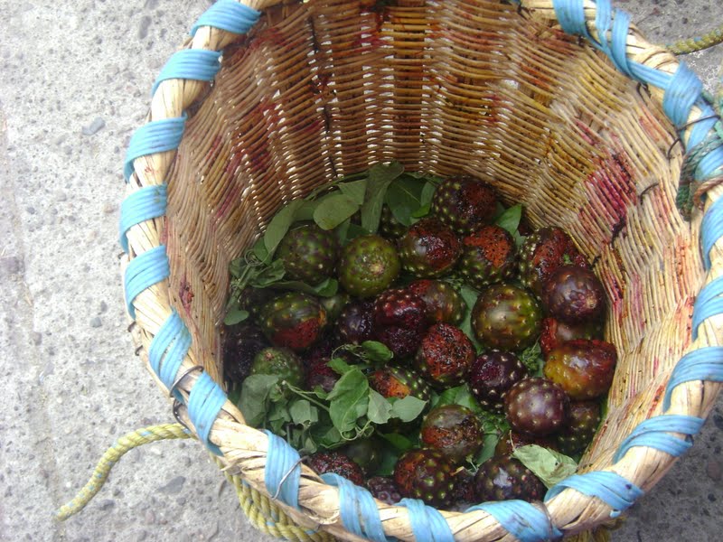 Everything you ever wanted to know about Pitayas - La Cocina de Leslie