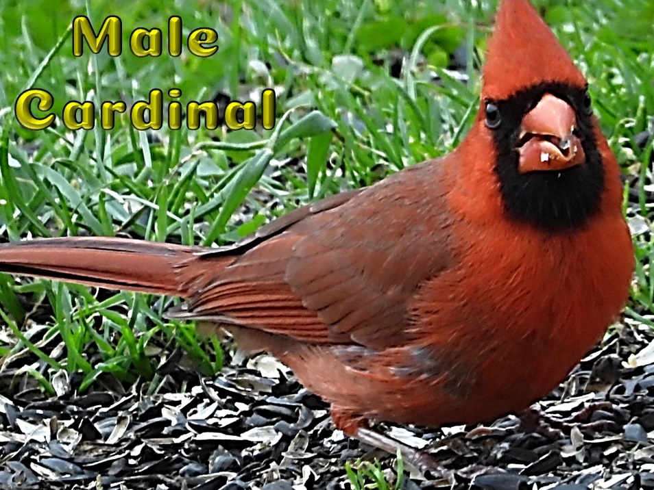 Animal, Nature, and Travel: First visit to Wheeler's National Wildlife ...