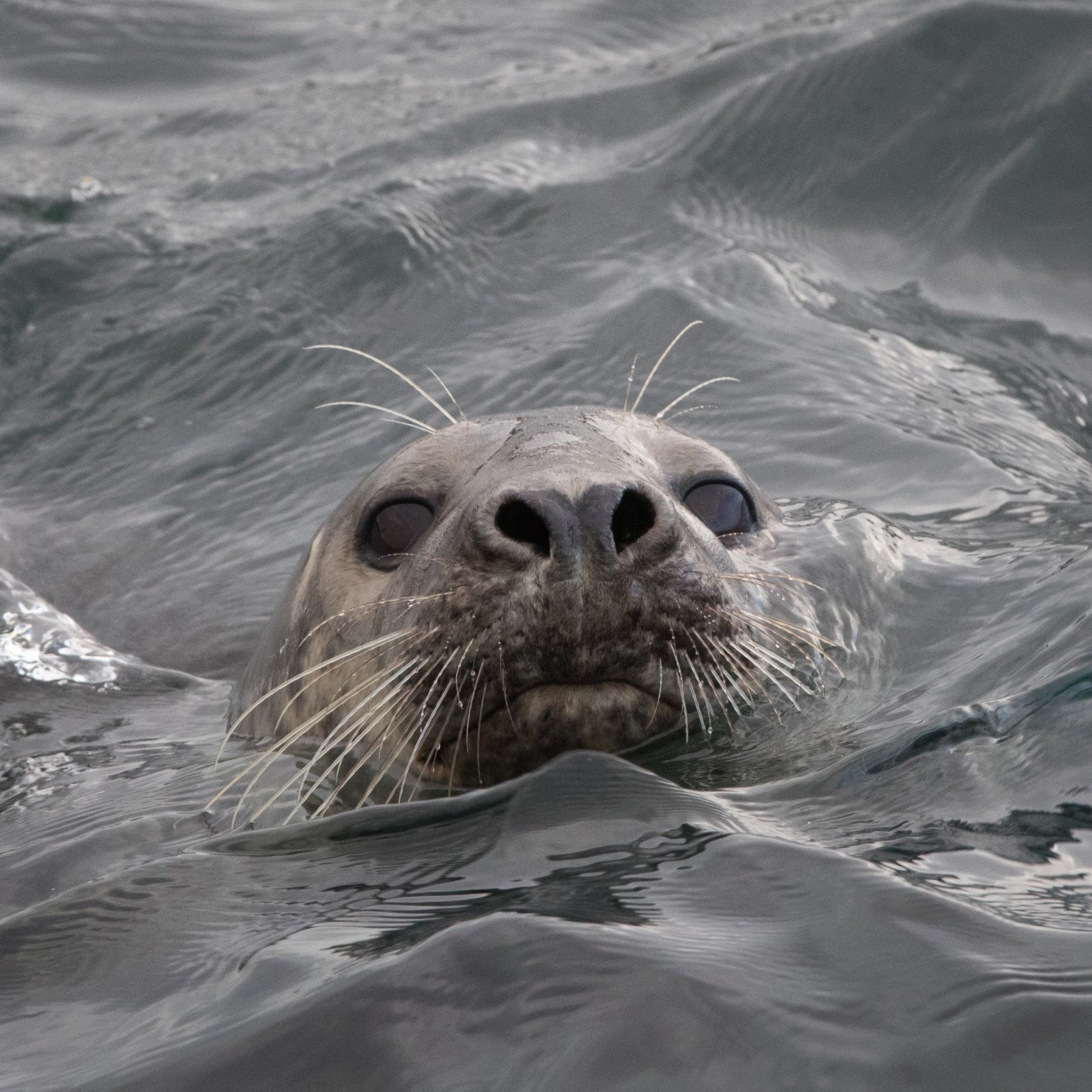 TrogTrogBlog: Inquisitive grey seals