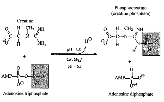 Biochemistry Class notes: CREATINE KINASE ISOENZYME AND ISOFORMS