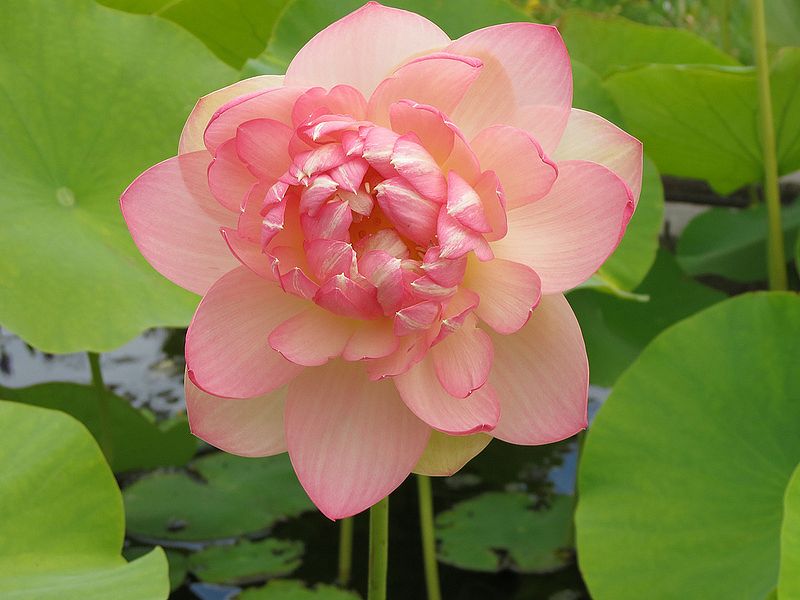 My Virtual Garden 2: Montreal Botanic Garden