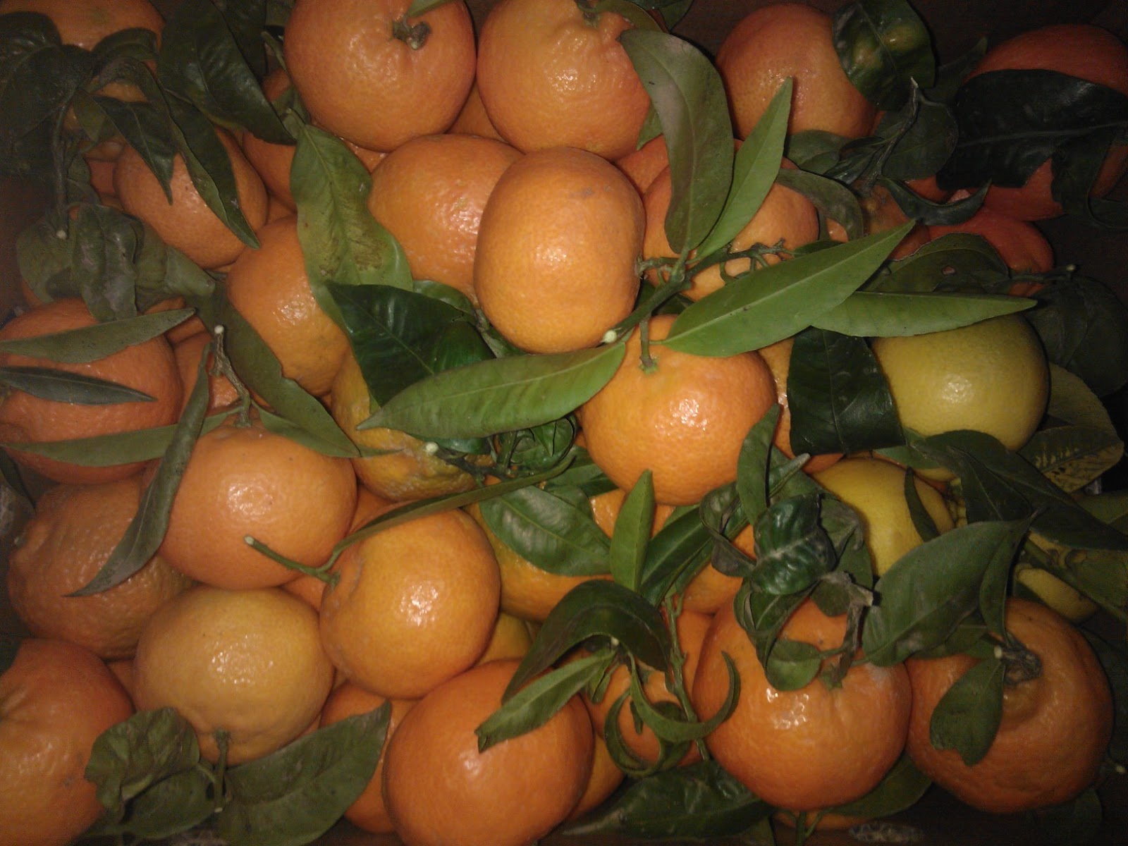 Clemenules Valenciana: Enero y la Clemenules el inicio de la despedida