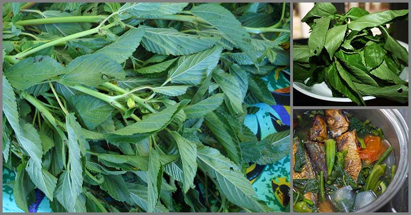 Help Manage Diabetes With Saluyot Leaves | Doctor Farrah MD