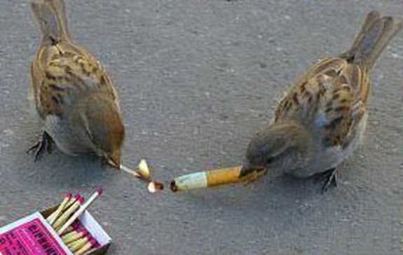 Birds Shouldn't Smoke
