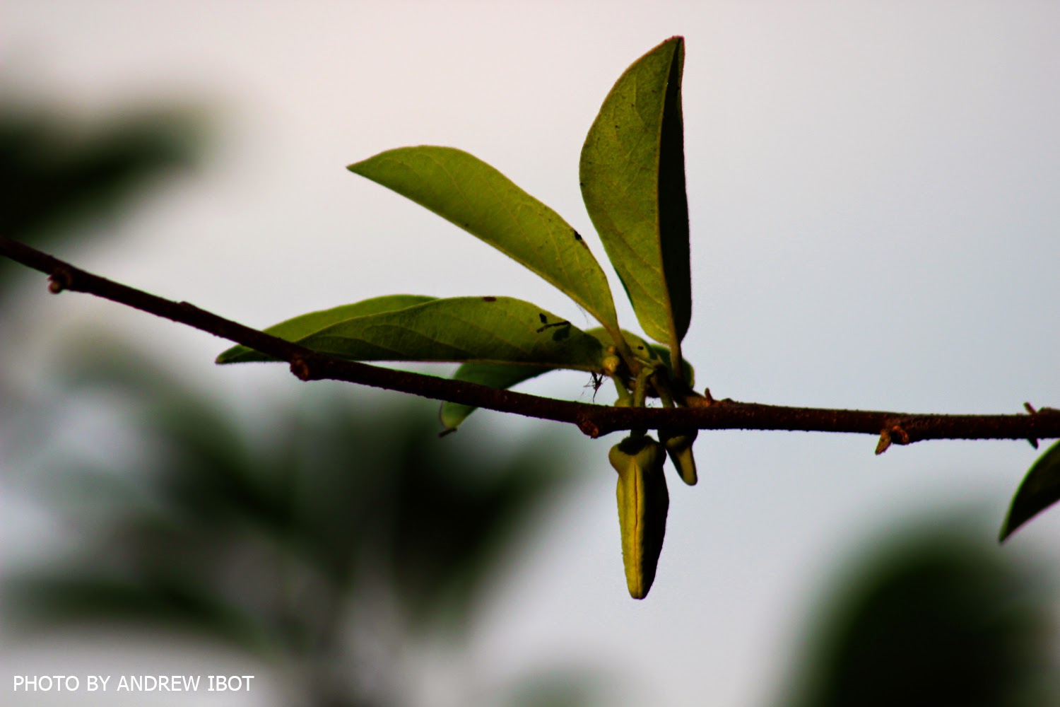 Ako si ANDREW IBOT!: Atis (Sugar apple, Sweet sop)
