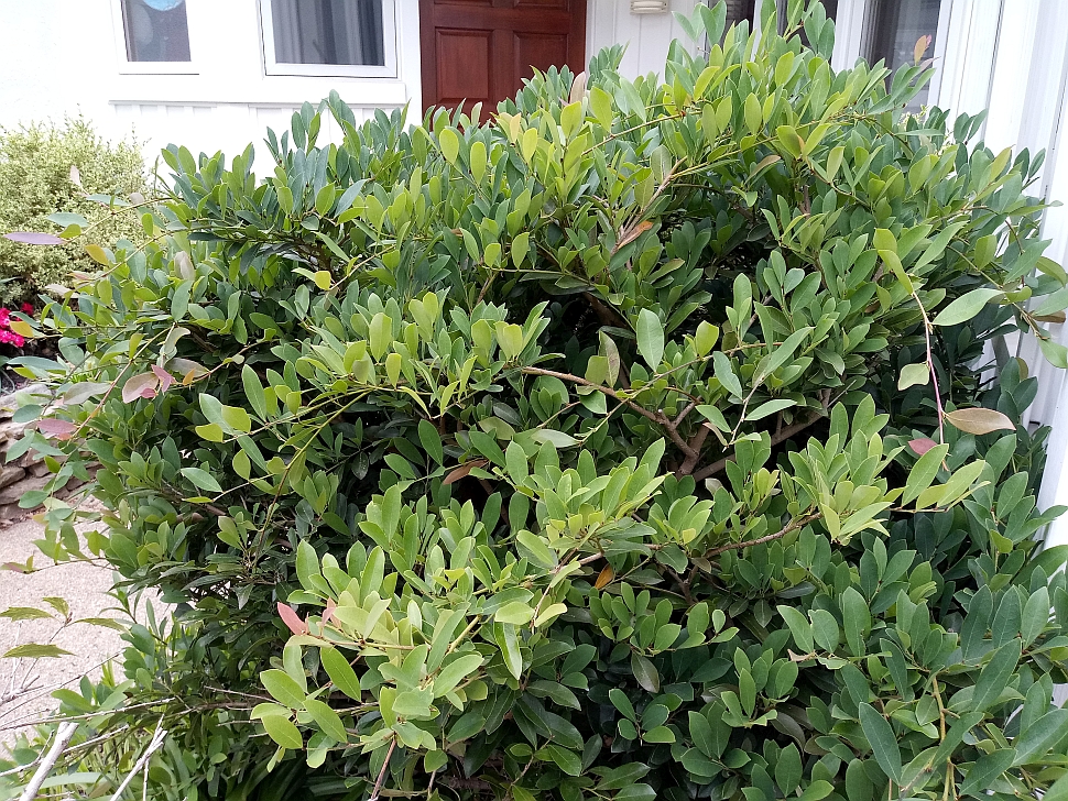 Future Plants by Randy Stewart: Isu Tree