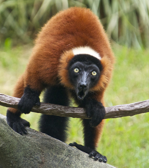 Planet Lemur: 10 Beautiful Little-Known Species | The Ark In Space