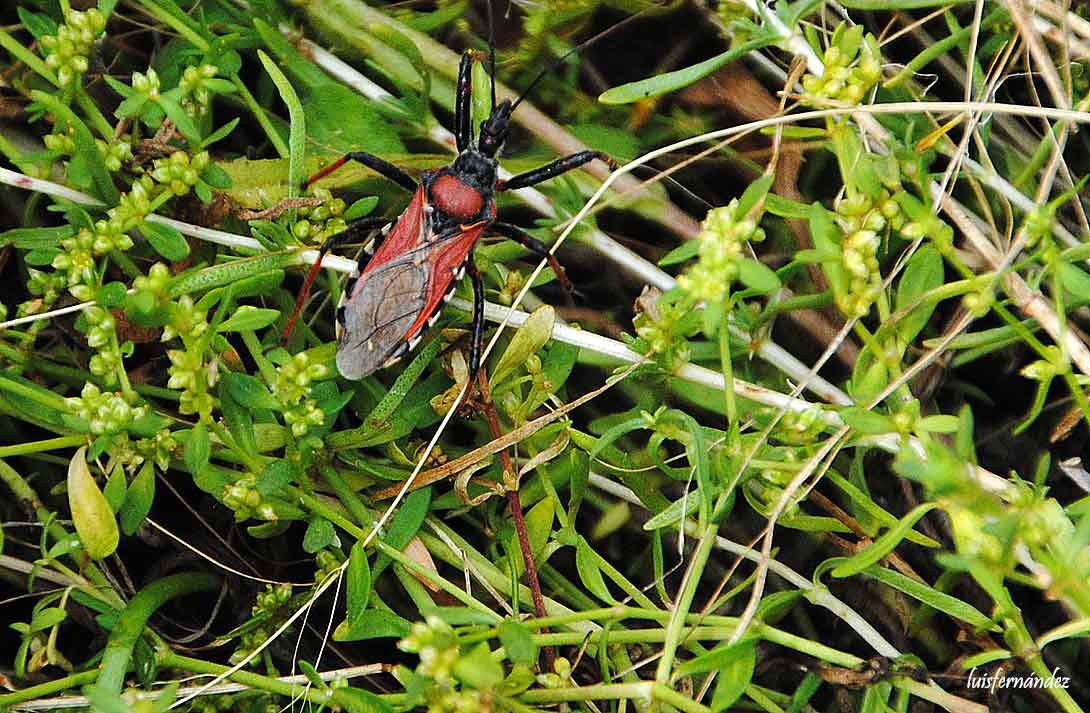 OCIO y CULTURA : Insectos y su hábitat. I