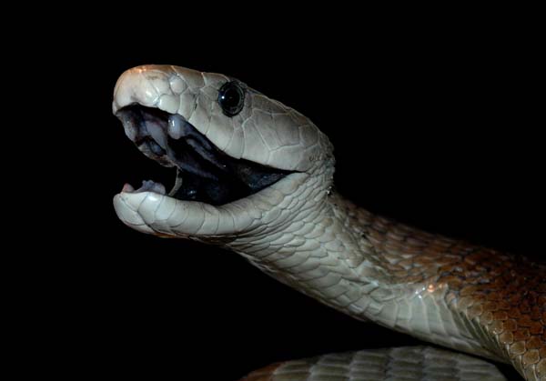 cidade animal: mamba negra
