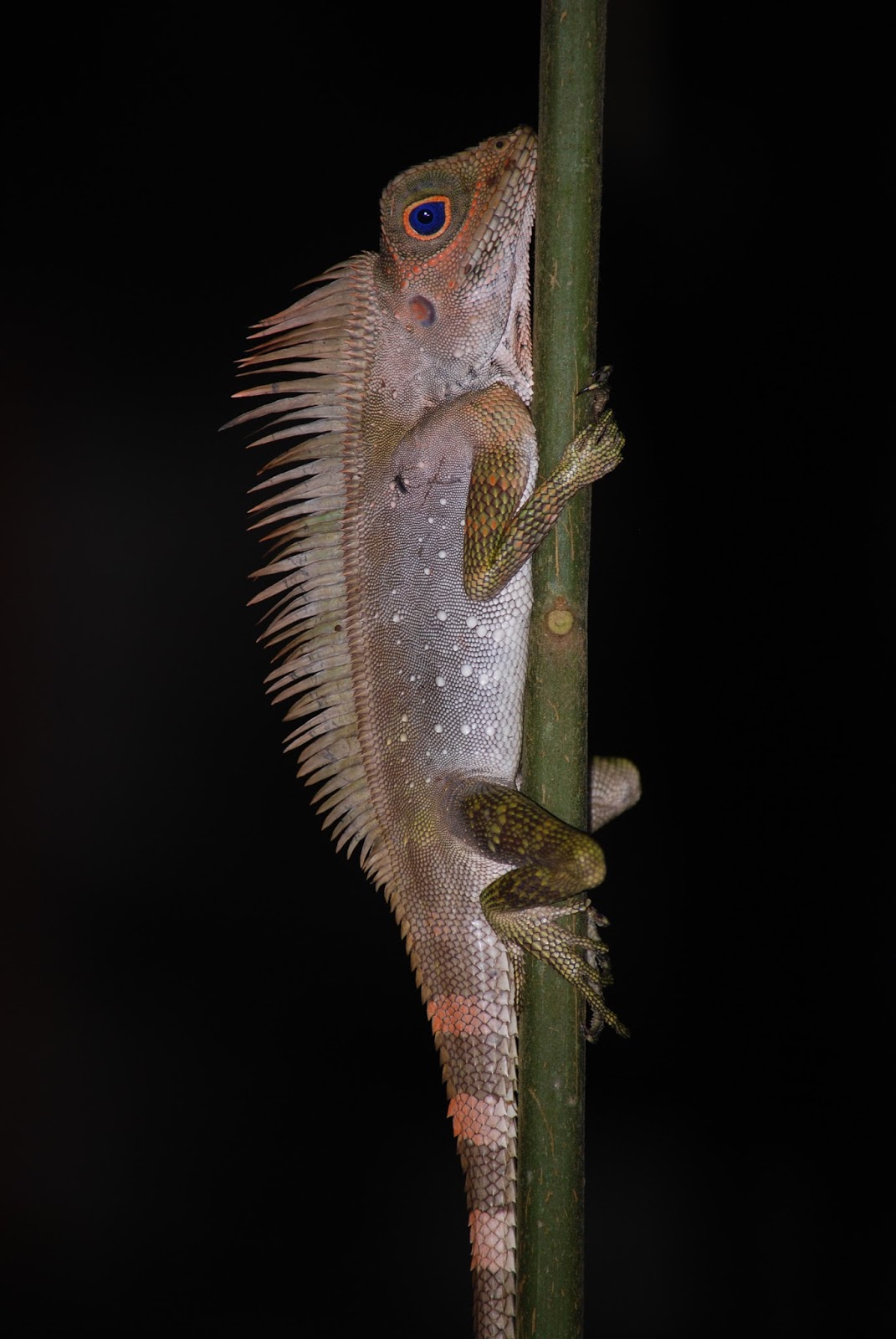 Wildlife of S. E. Asia and S. America. A Photo Journal by Francis ...