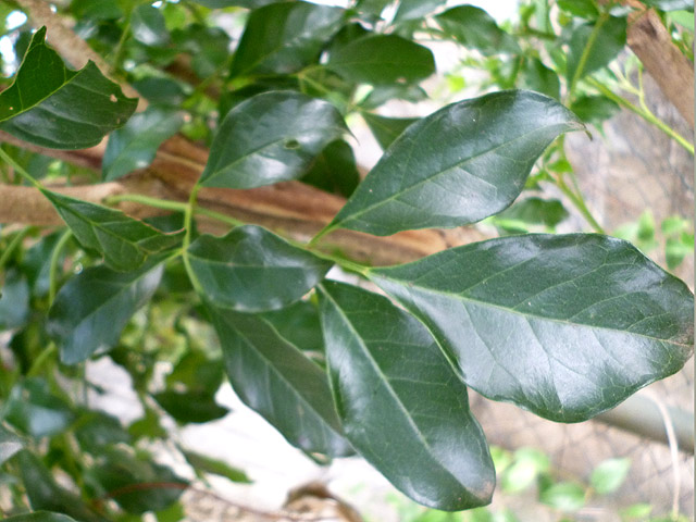 Asian Bell Tree - Radermachera | SL Flora