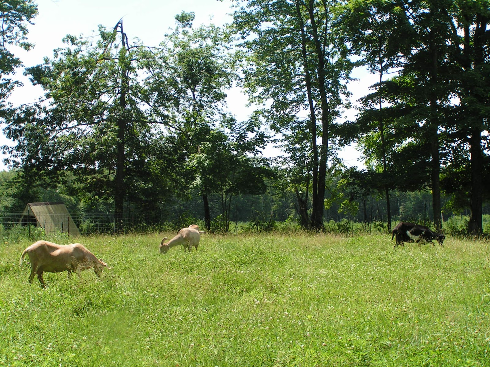 Blue Viola Farm: June 2012