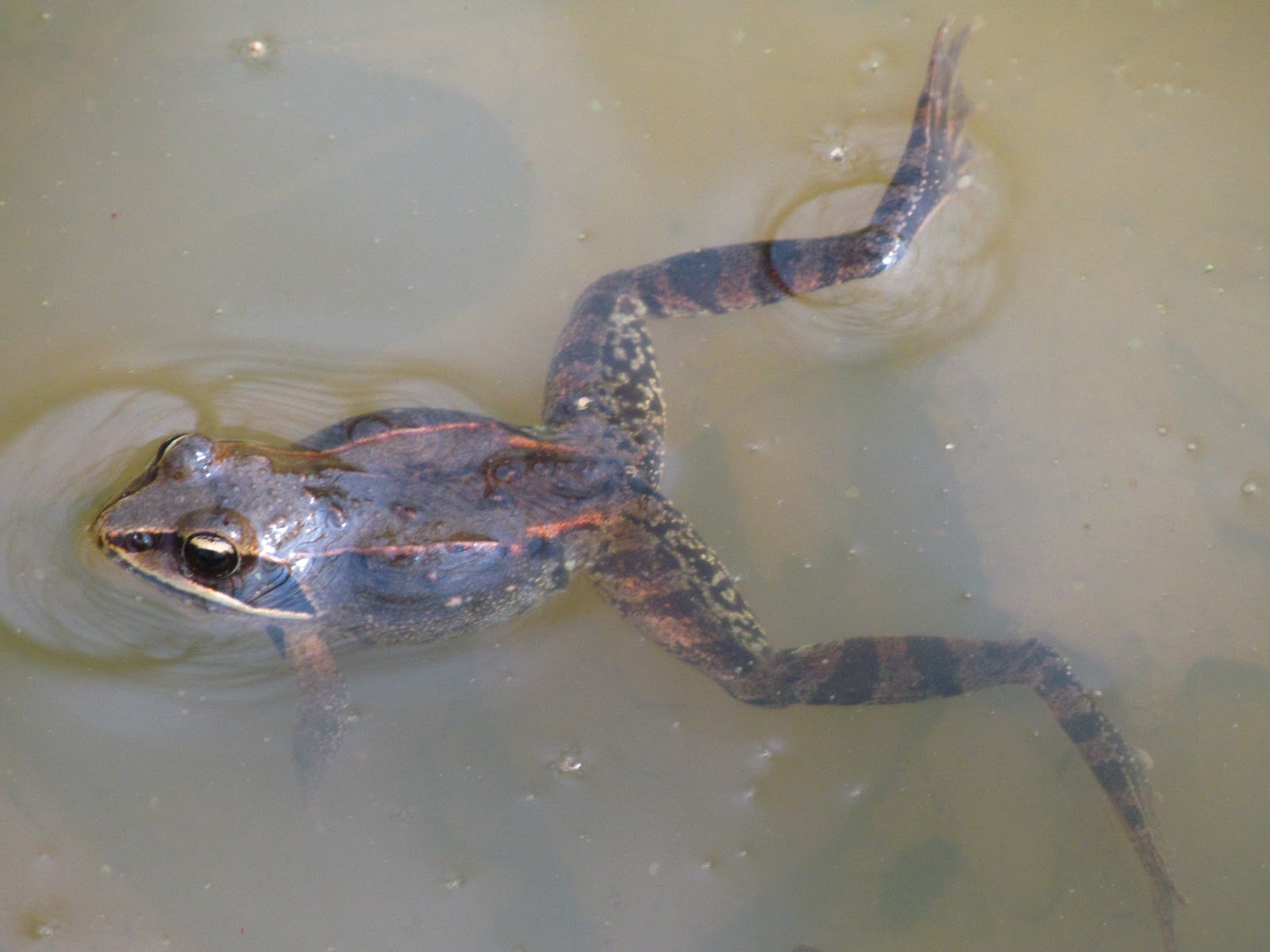 The Oakland Press Blogs: Earth's Almanac: A PRIMORDIAL FROG SOUP MYSTERY