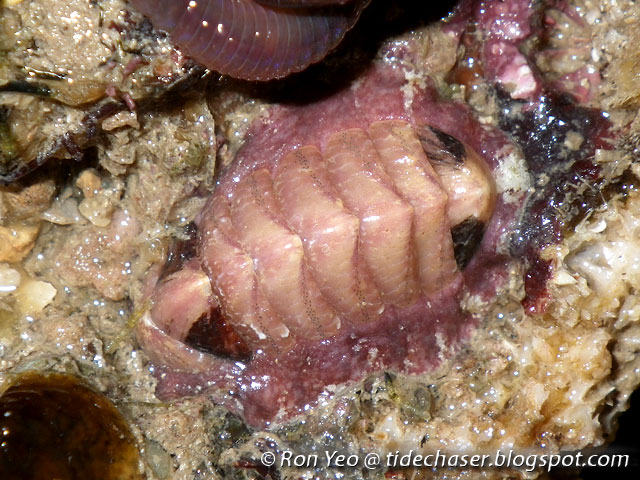 tHE tiDE cHAsER: Chitons (Phylum Mollusca: Class Polyplacophora) of ...