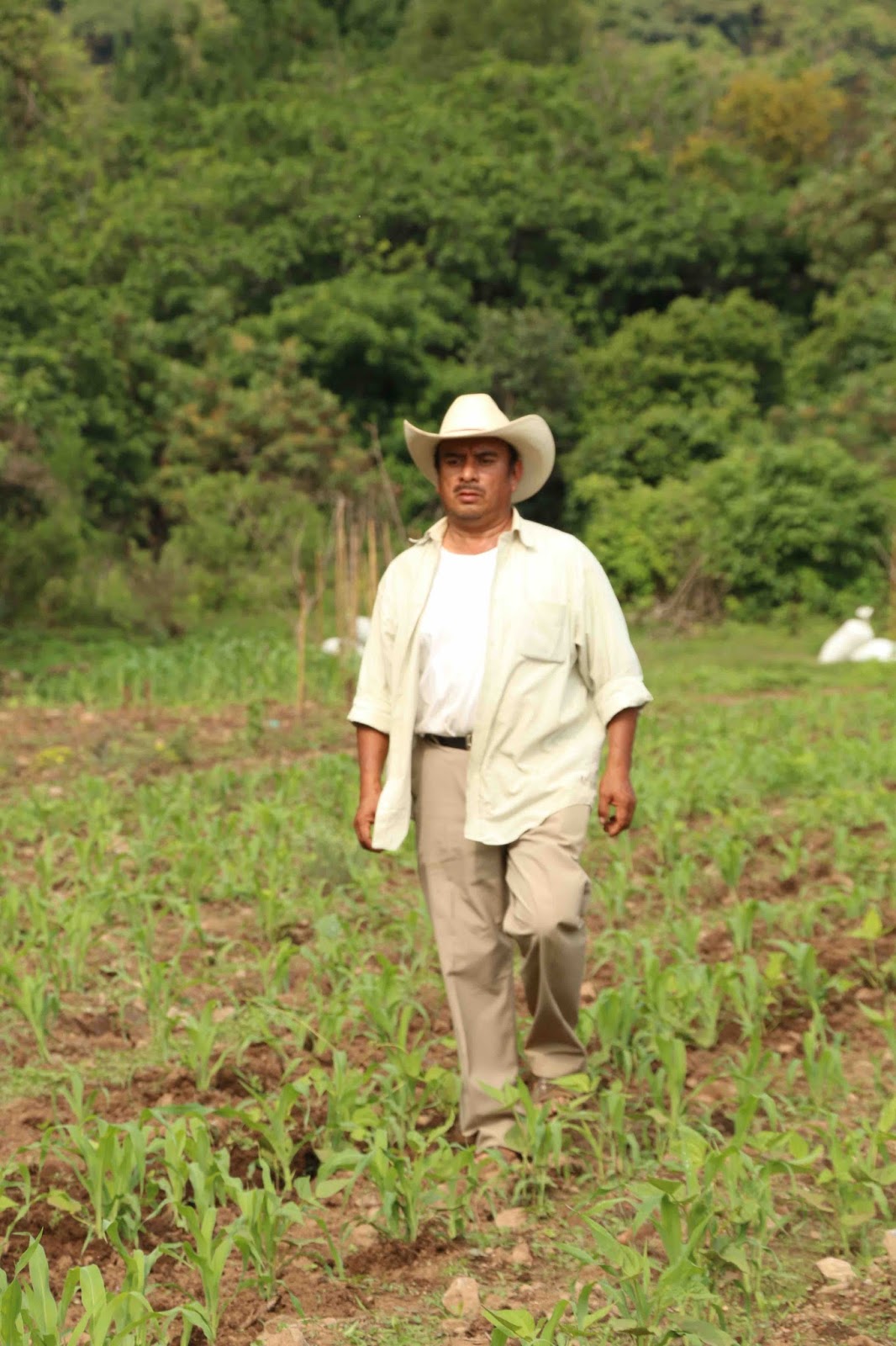 el viBrero: Siembra de milpa en el terreno del Santo de Santo Domingo ...