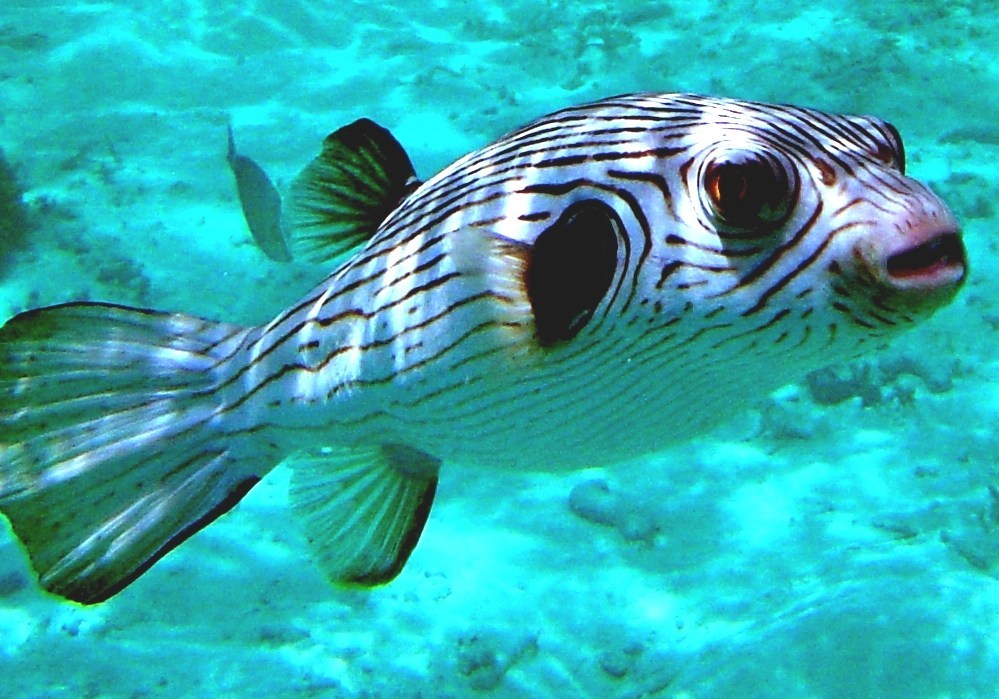Narrow-lined Puffer - Striped Puffer Fish