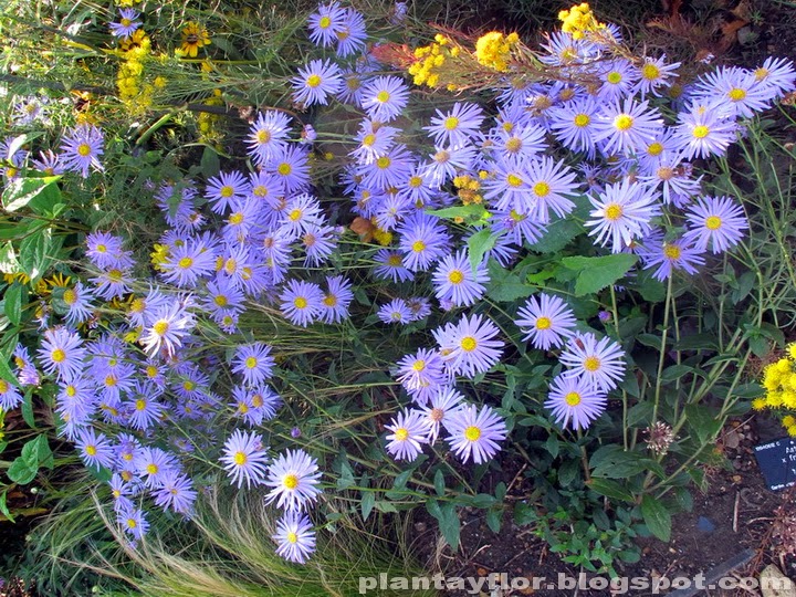 Plantas y flores: Aster x frikartii