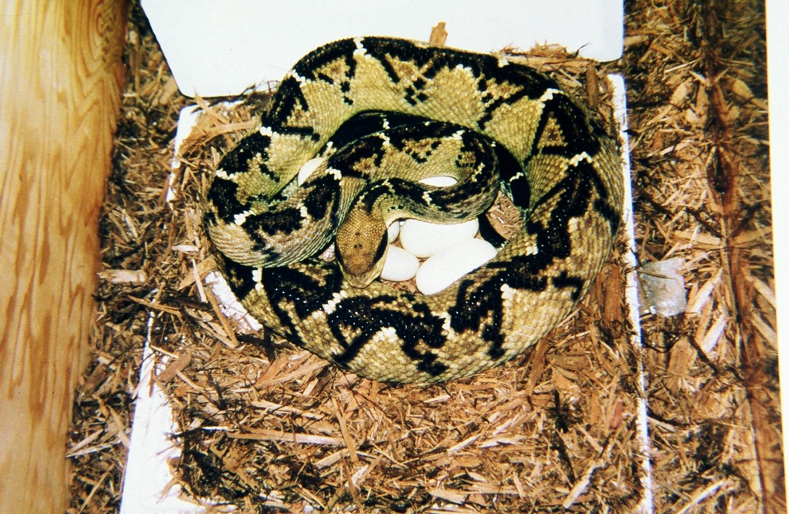 Núcleo Serra Grande: Cuidado parental em Lachesis