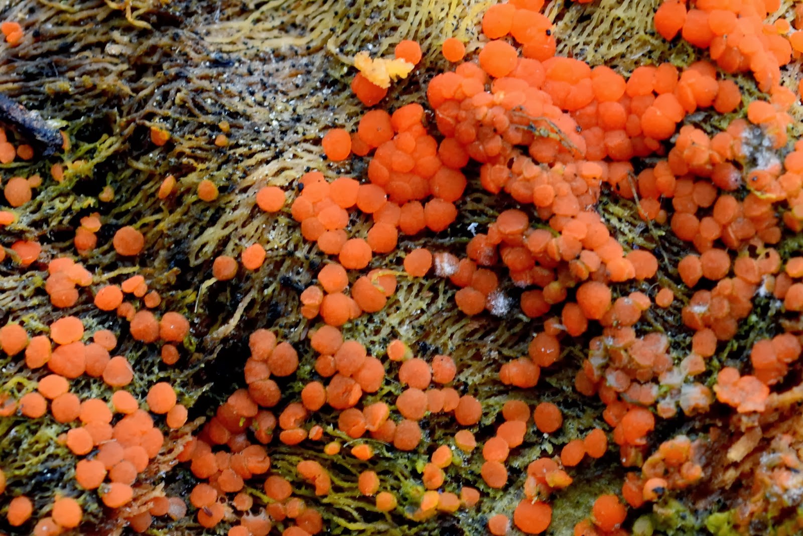 Setas Extremadura : Pyronema Domestica