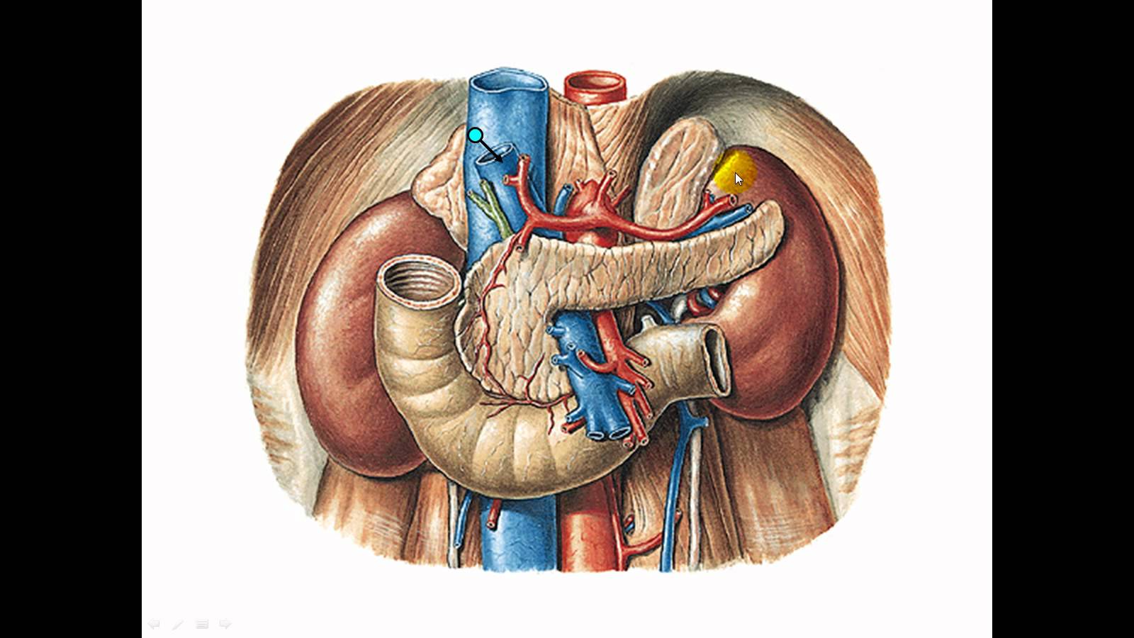 Anatomía: Ciencias auxiliares de la Anatomía