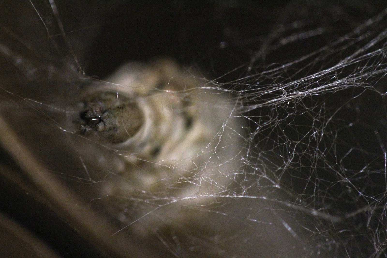 Amazing Silkworms: Spinning Cocoons Photoshoot