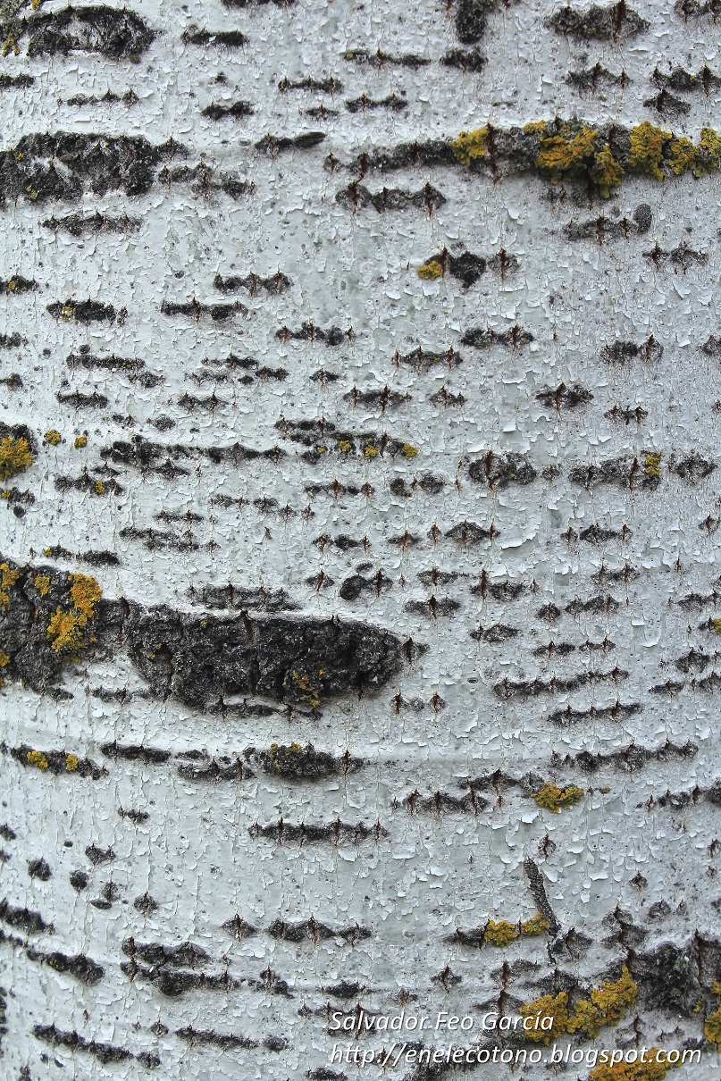 En el ecotono: El álamo cano (Populus canescens) en invierno
