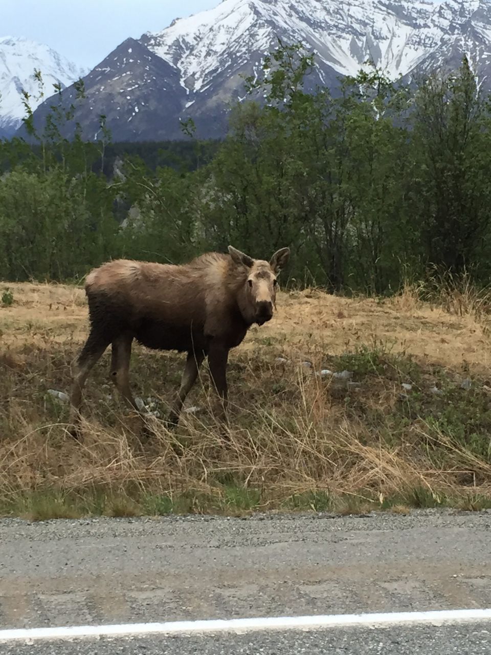 A Golden Tulip: TRAVEL DIARIES: ALASKA, DAY 2 - MATANUSKA GLACIER ...