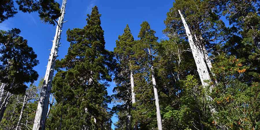Chile: La crisis del bosque nativo y la esperanza en su recuperación