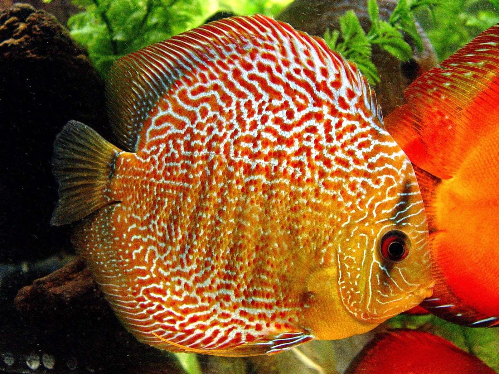 Jenis Ikan Hias yang Paling Bagus untuk Dipelihara