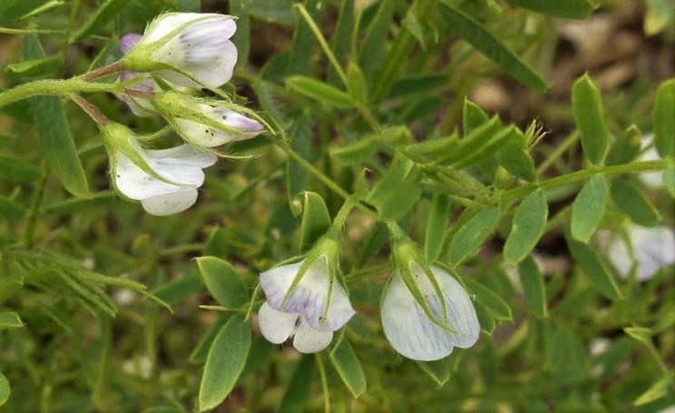 Un pensionato in cucina: Pasta con le lenticchie.