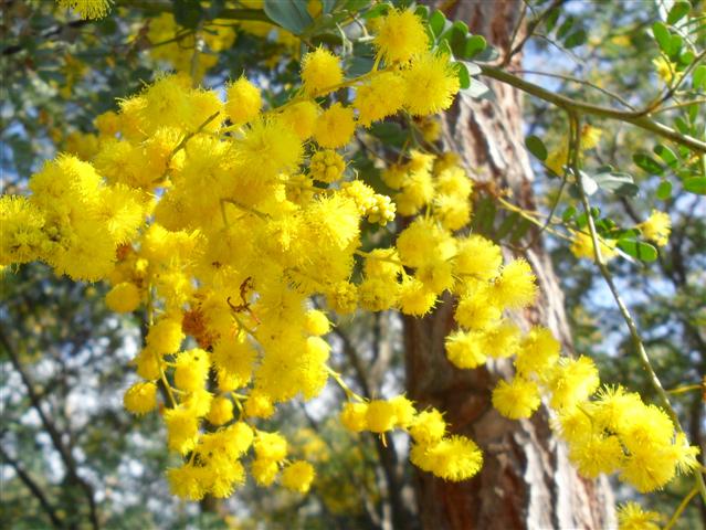Candidimage Photography: Wattle Australia's National Floral Emblem