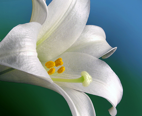 Canada Floral Delivery Blog: The Significance Of Easter Lilies And ...